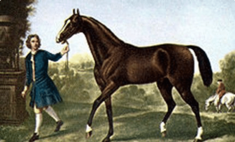The History Of The Thoroughbred - BTX Racing